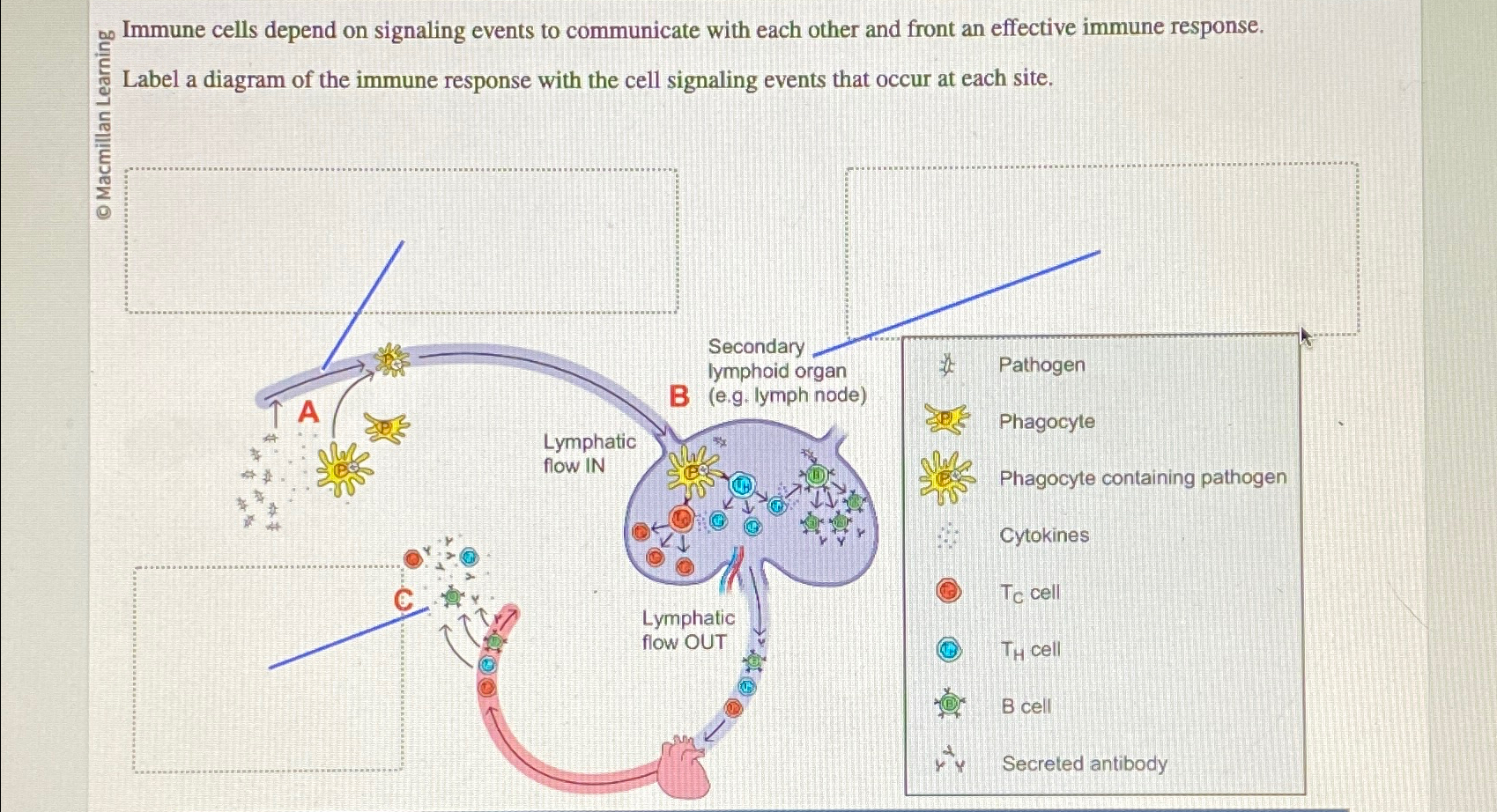 Solved Immune cells depend on signaling events to | Chegg.com