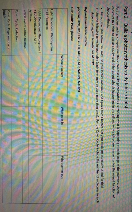 Solved Part 2: Build a photosynthesis study table (6 pts) | Chegg.com