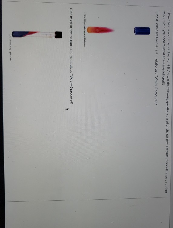 Solved Shown below are TSI agar tubes A and B. Answer the | Chegg.com