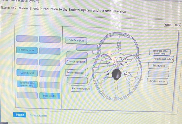 Solved eletal System) Exercise 7 Review Sheet: Introduction | Chegg.com