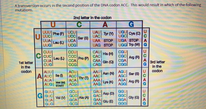 Solved A transversion occurs in the second position of the | Chegg.com