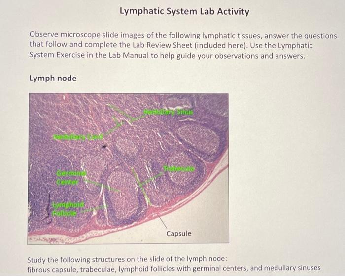 [Solved]: Lymphatic System Lab Activity Observe microscope