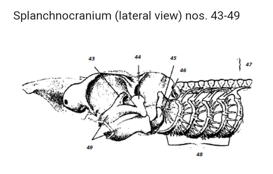 Solved Chondrocranium (dorsal view) nos. 12−24Chondrocranium | Chegg.com