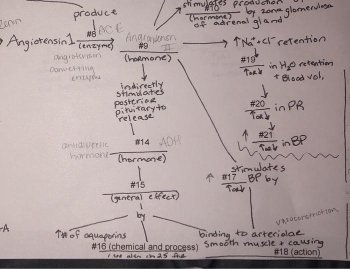 Solved lungs on organ 3 Ecionery Liver Renn RAAS CONCEPT MAP | Chegg.com