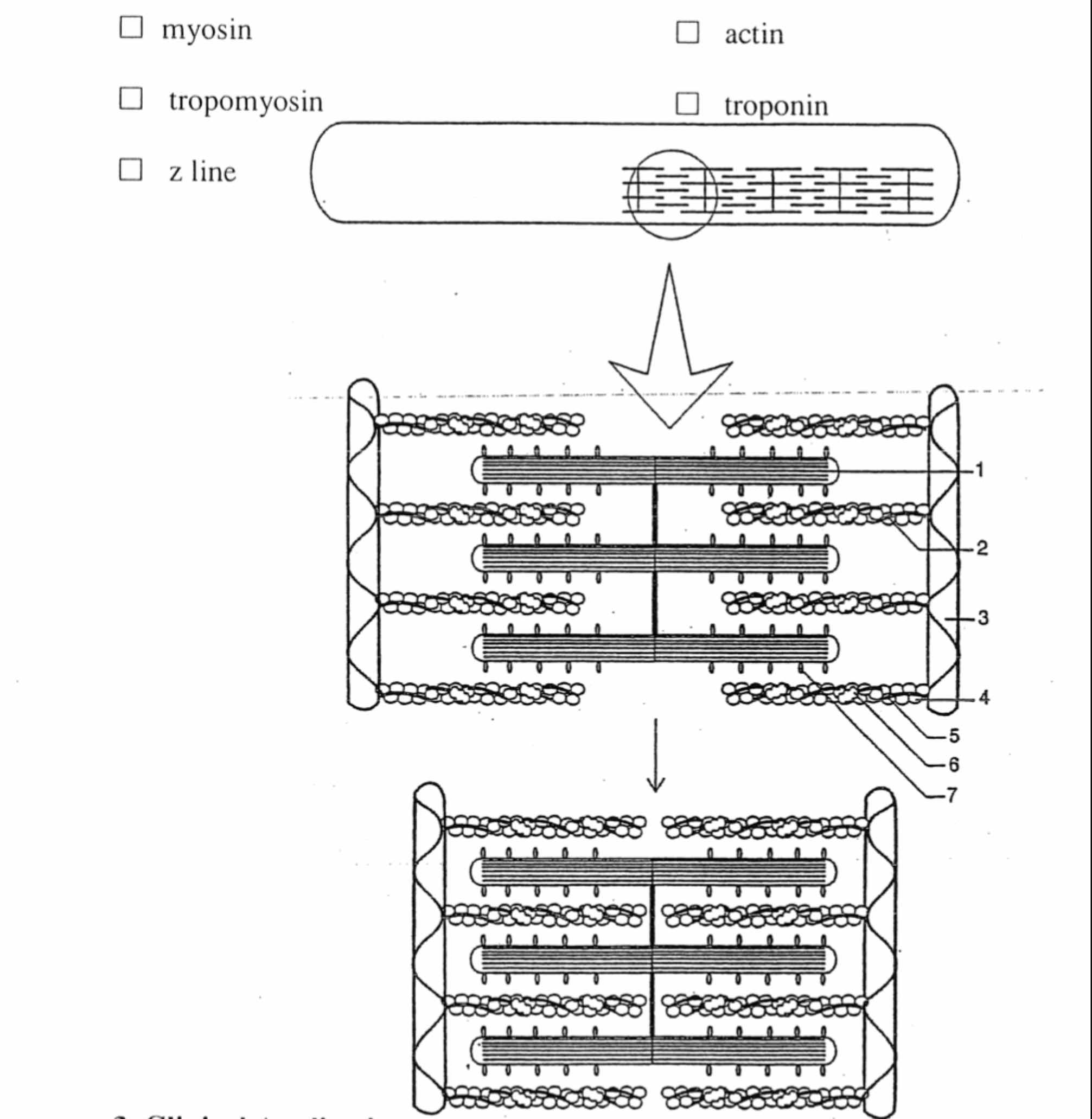 Solved Label each structure of the sarcomere that is denoted | Chegg.com