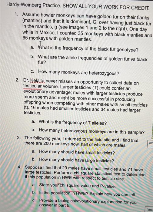 Solved Hardy-Weinberg Practice. SHOW ALL YOUR WORK FOR | Chegg.com