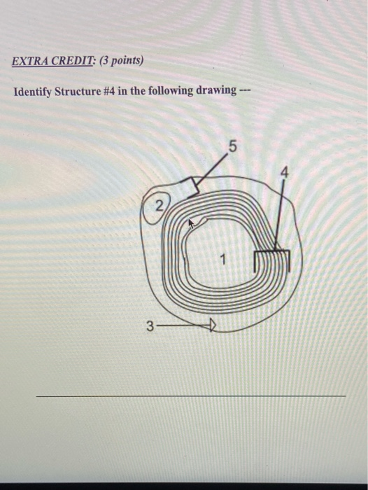 Solved EXTRA CREDIT: (3 points) Identify Structure #4 in the | Chegg.com