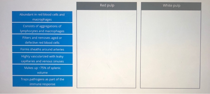 Solved Red pulp White pulp Abundant in red blood cells and | Chegg.com