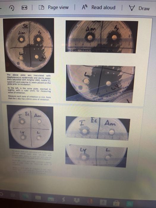 Solved Part A - Effectiveness of Disinfectants and | Chegg.com