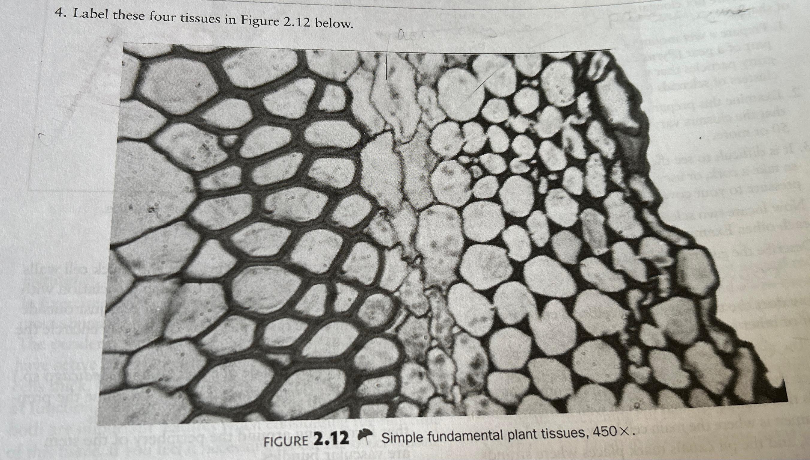 Solved Label these four tissues in Figure 2.12 ﻿below.FICURE | Chegg.com