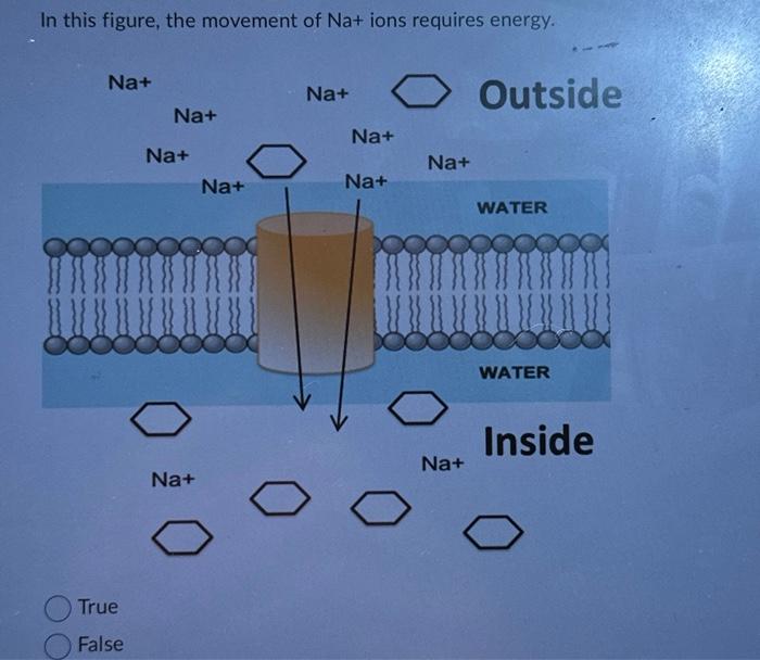 Solved In this figure, the movement of Na+ ions requires | Chegg.com