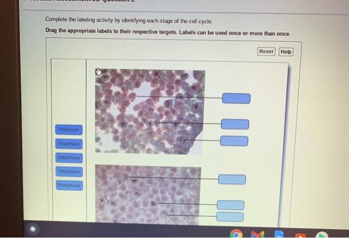 Solved Complete the labeling activity by identifying each | Chegg.com Solved Complete the labeling activity by identifying each | Chegg.com