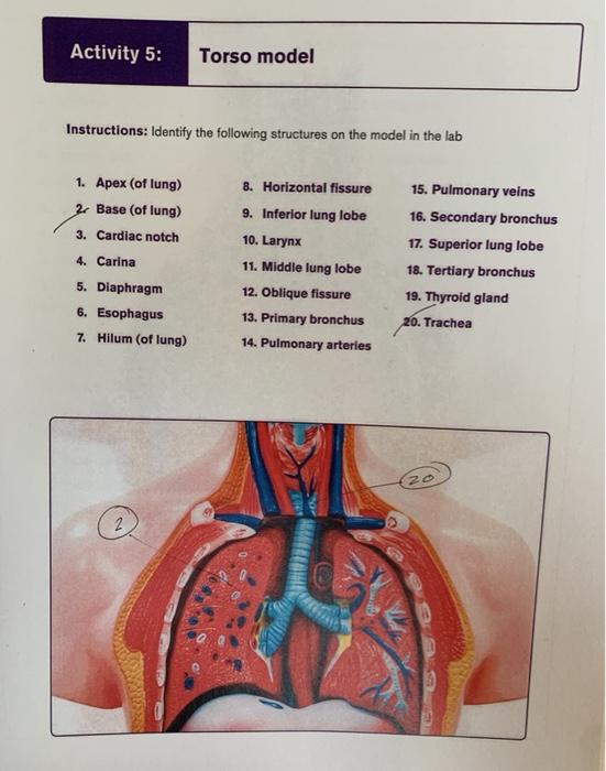 Solved Activity 5: Torso model Instructions: Identify the | Chegg.com
