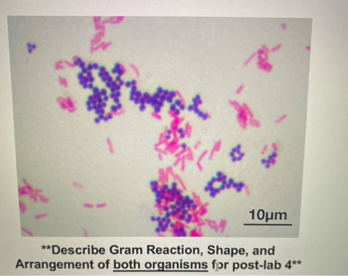 **Describe Gram Reaction, Shape, and Arrangement for | Chegg.com