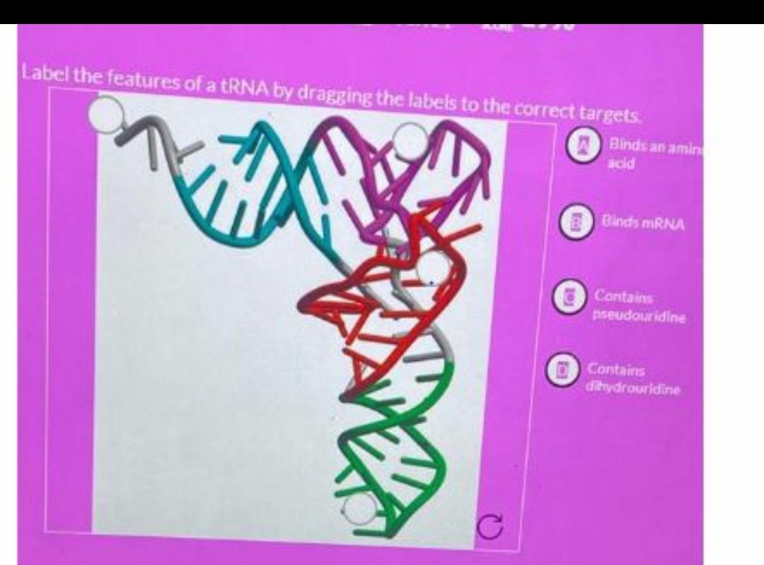 Solved Label the features of a tRNA by dragging the labels | Chegg.com