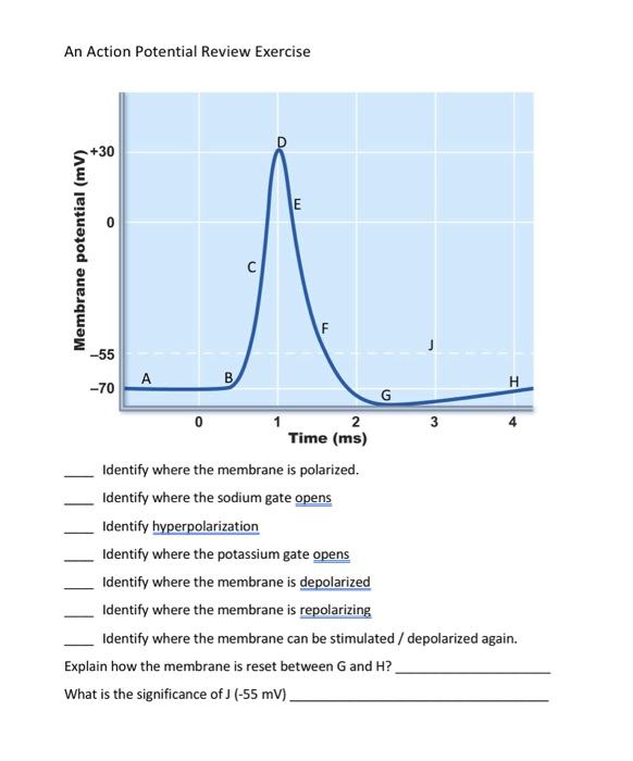 Solved An Action Potential Review Exercise Identify where | Chegg.com