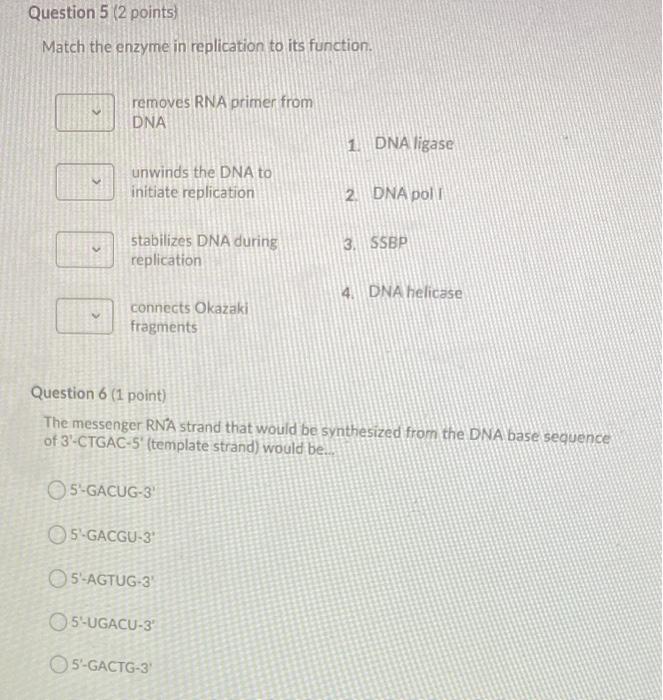 Solved Question 5 (2 points Match the enzyme in replication | Chegg.com