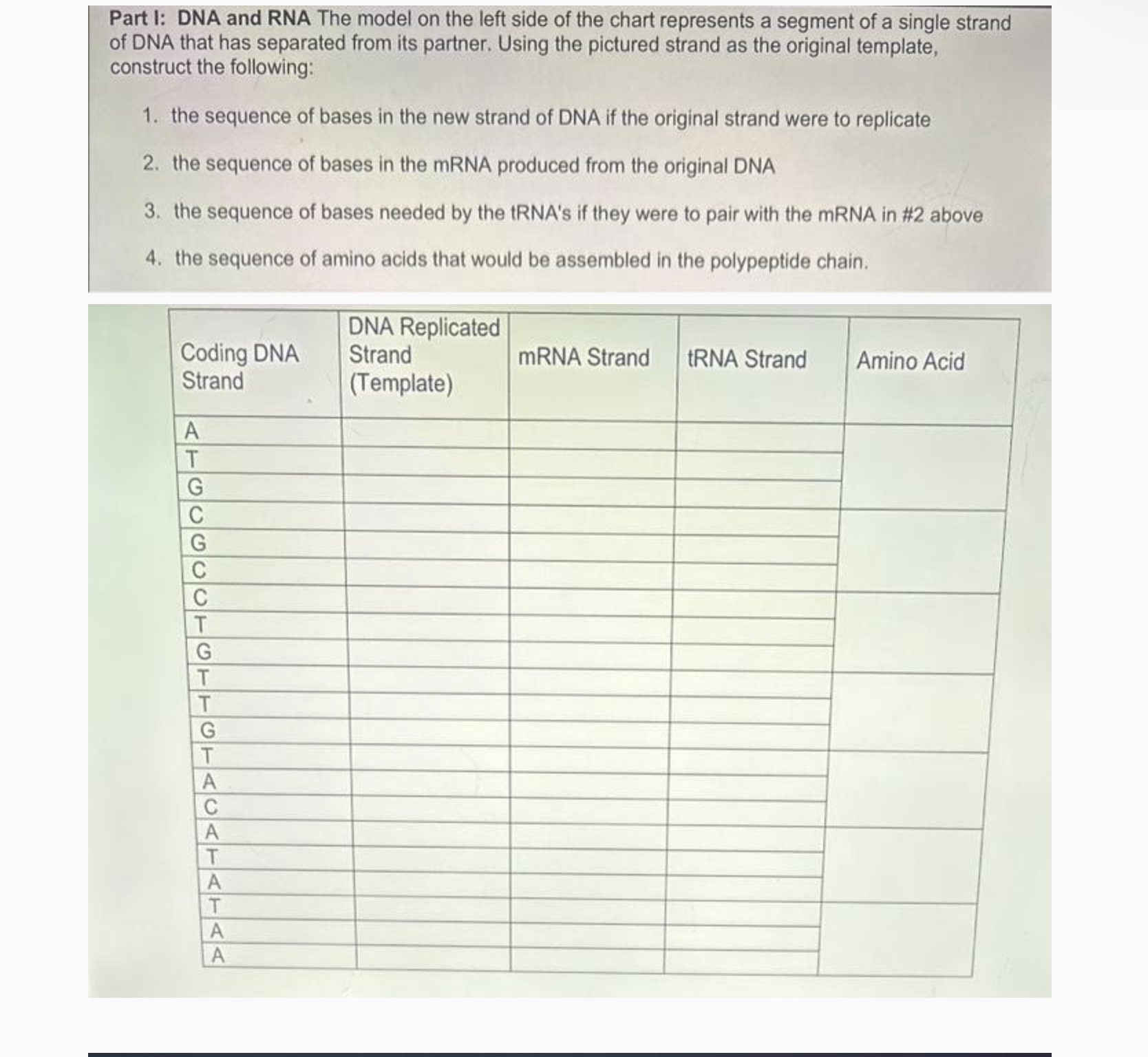 Solved Part I: DNA and RNA The model on the left side of the | Chegg.com