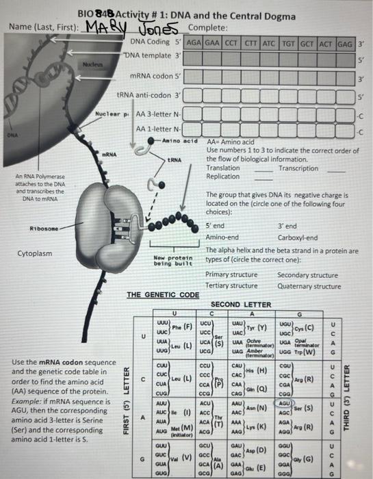 Solved BIO 848 Activity \# 1: DNA and the Central Dogma Name | Chegg.com