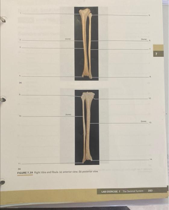 Solved (b) FIGURE 7.39 Right tibia and fibula, (a) anterior | Chegg.com