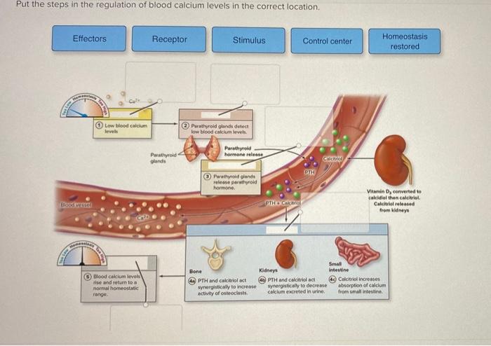 Solved Put the steps in the regulation of blood calcium | Chegg.com