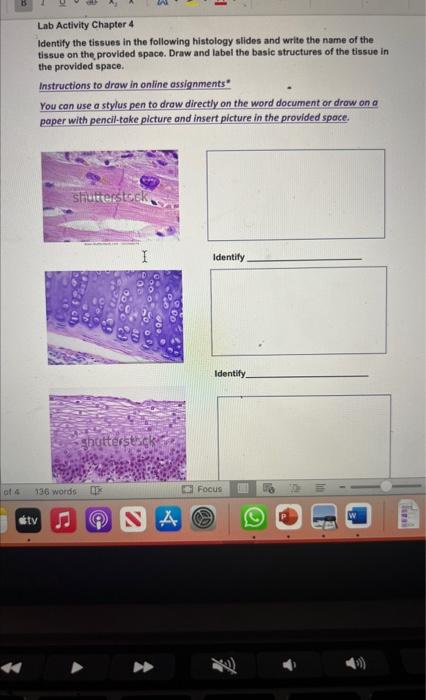 Lab Activity Chapter 4 Identify the tissues in the | Chegg.com