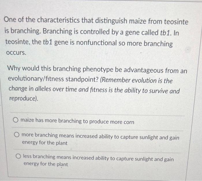 Solved One of the characteristics that distinguish maize | Chegg.com