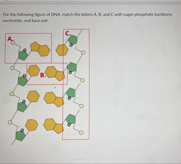 Solved For the following figure of DNA, match the letters A, | Chegg.com
