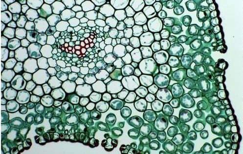 Solved observe a cross-section of psilotum stem. draw and | Chegg.com