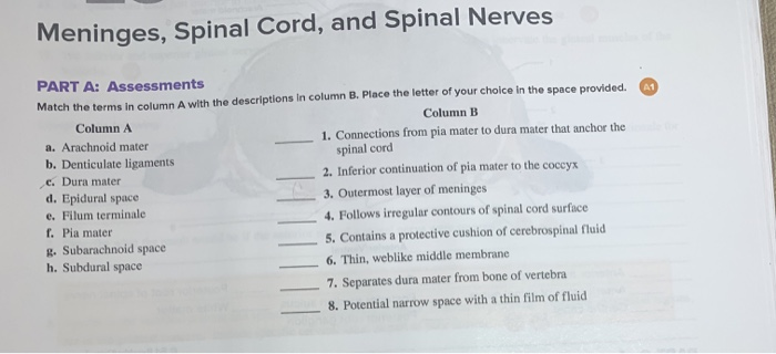 Solved Meninges, Spinal Cord, and Spinal Nerves A1 spinal | Chegg.com