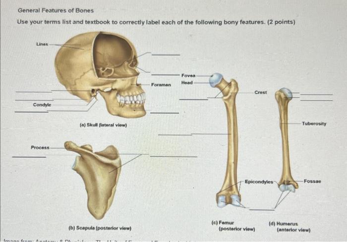 Solved General Features of Bones Use your terms list and | Chegg.com