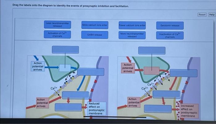 Drag the labels onto the diagram to identify the | Chegg.com