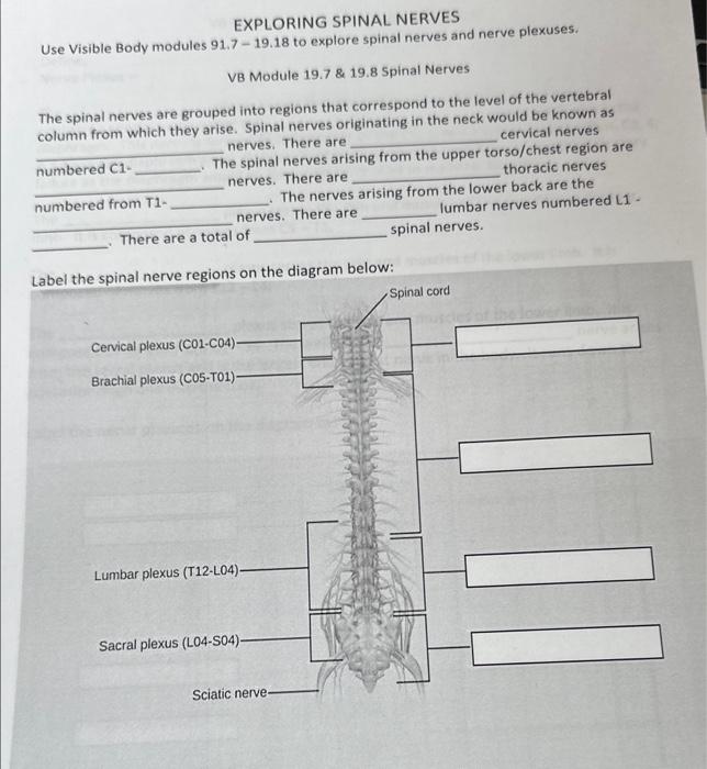 Solved EXPLORING SPINAL NERVES Use Visible Body modules 91.7 | Chegg.com