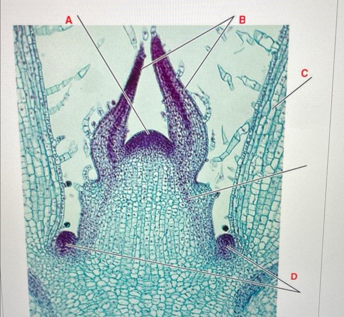 Solved A В с D A [Choose ] Procambium Axillary bud Leaf | Chegg.com