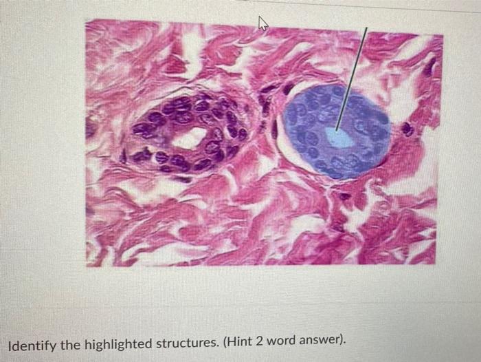 Solved Identify the highlighted structures. (Hint 2 word | Chegg.com