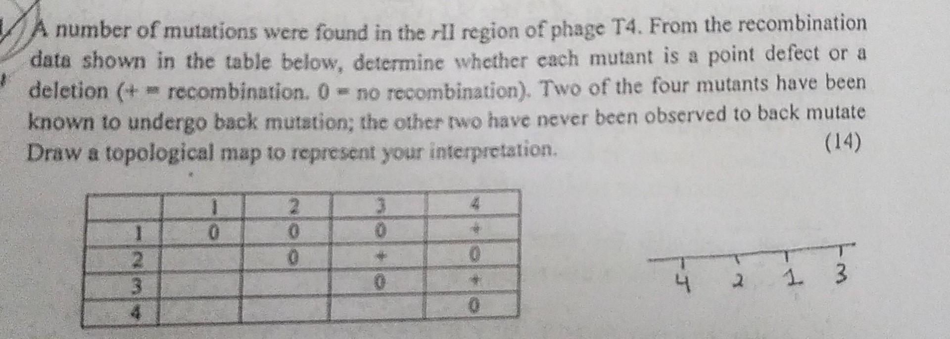 Solved A number of mutations were found in the rll region of | Chegg.com