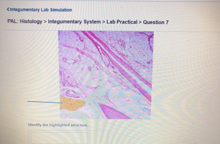 Solved Integumentary System > Lab Practical > Question 7 | Chegg.com