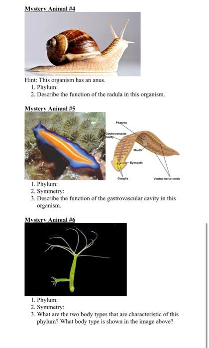 Solved Dichotomous Key Invertebrata Phyla Asymmetrical | Chegg.com
