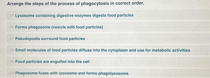 Solved Arrange the steps of the process of phagocytosis in | Chegg.com