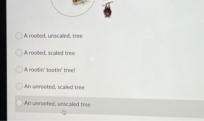 Solved What kind of pl ylogenetic tree is depicted below: | Chegg.com
