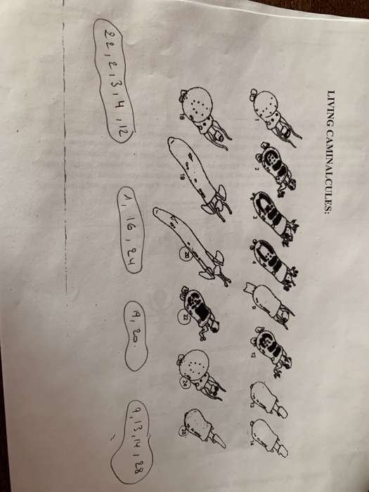 Port 4: The Classification and Evolution of | Chegg.com