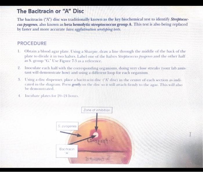 Solved The Bacitracin or "A" Disc The bacitracin ("A") disc | Chegg.com