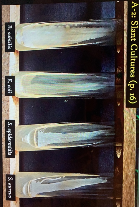 2. Slant Cultures Must read: Exercise 2-3, pp. 79-80 | Chegg.com