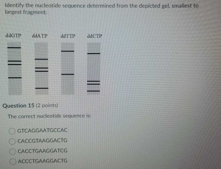 Solved Identify the nucleotide sequence determined from the | Chegg.com