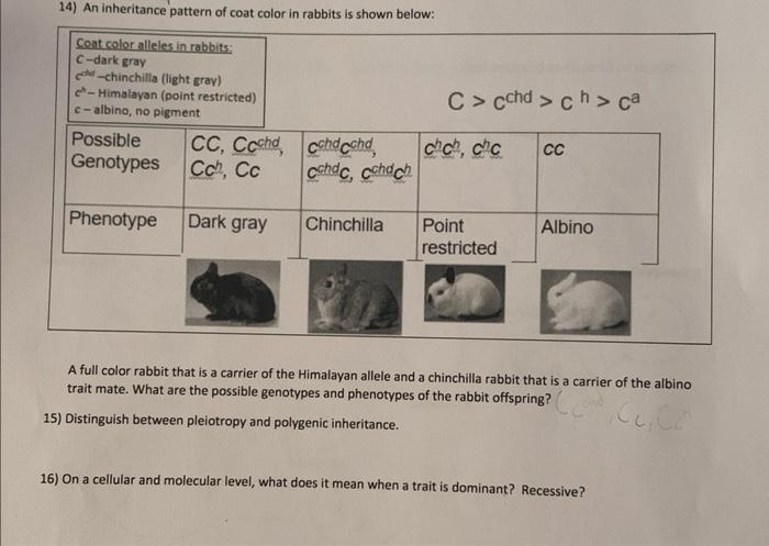 Solved 14) An inheritance pattern of coat color in rabbits | Chegg.com
