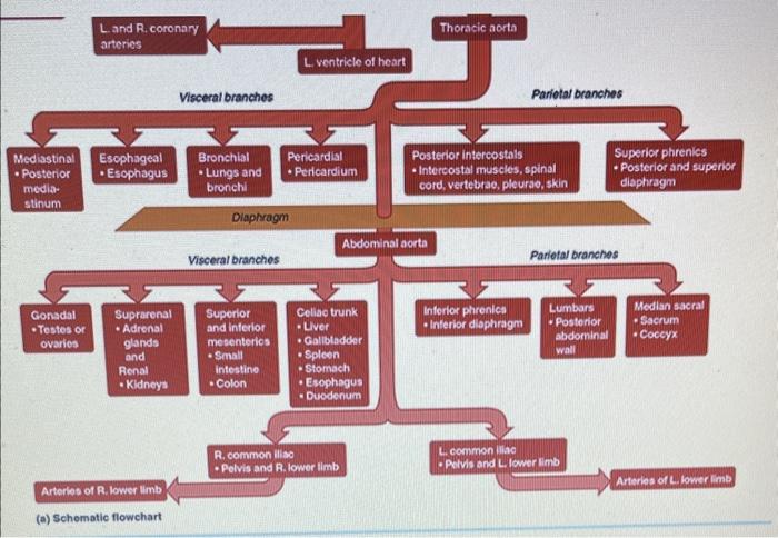 Solved 15. Create a sketch that traces the pathway blood | Chegg.com