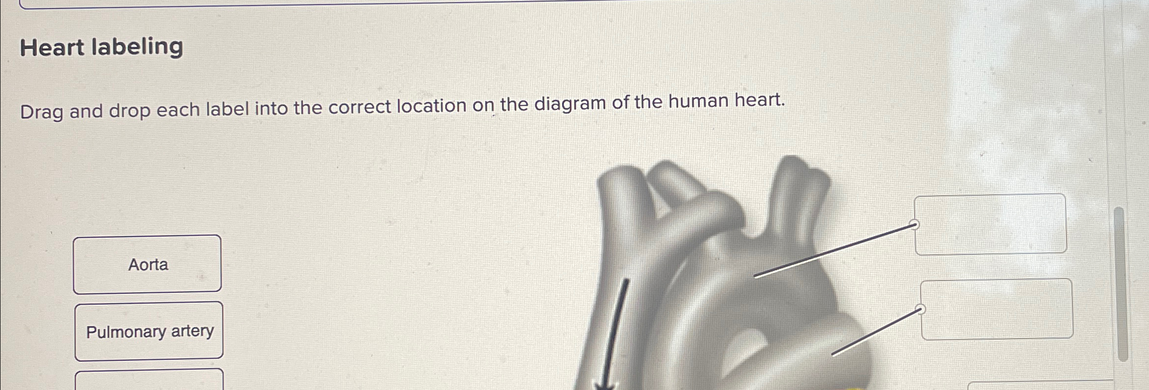 Solved Heart labelingDrag and drop each label into the | Chegg.com