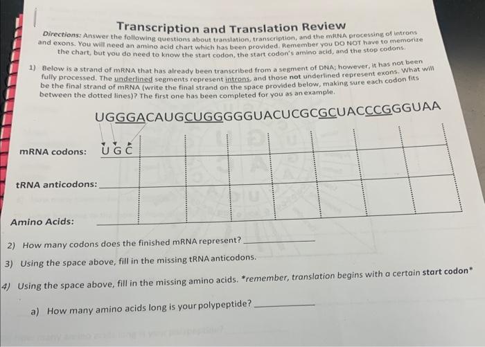 Solved Transcription and Translation Review Directions: | Chegg.com