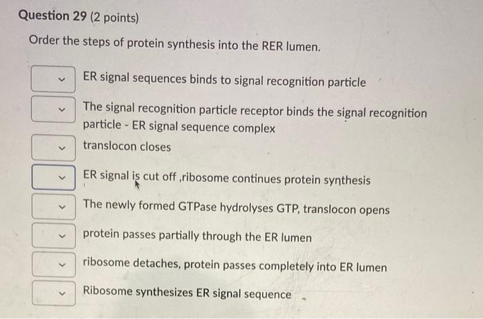 Solved Order the steps of protein synthesis into the RER | Chegg.com