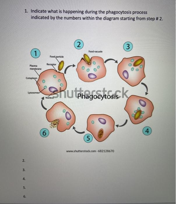 Phagocytosis Process Diagram